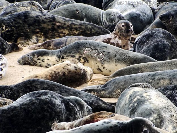 Gatunki fok - Fokarium