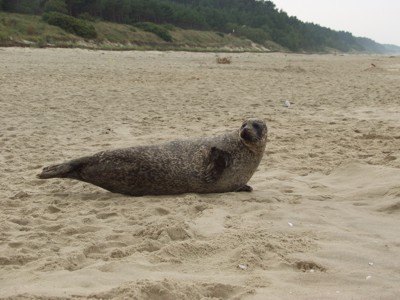 Gatunki fok - Fokarium
