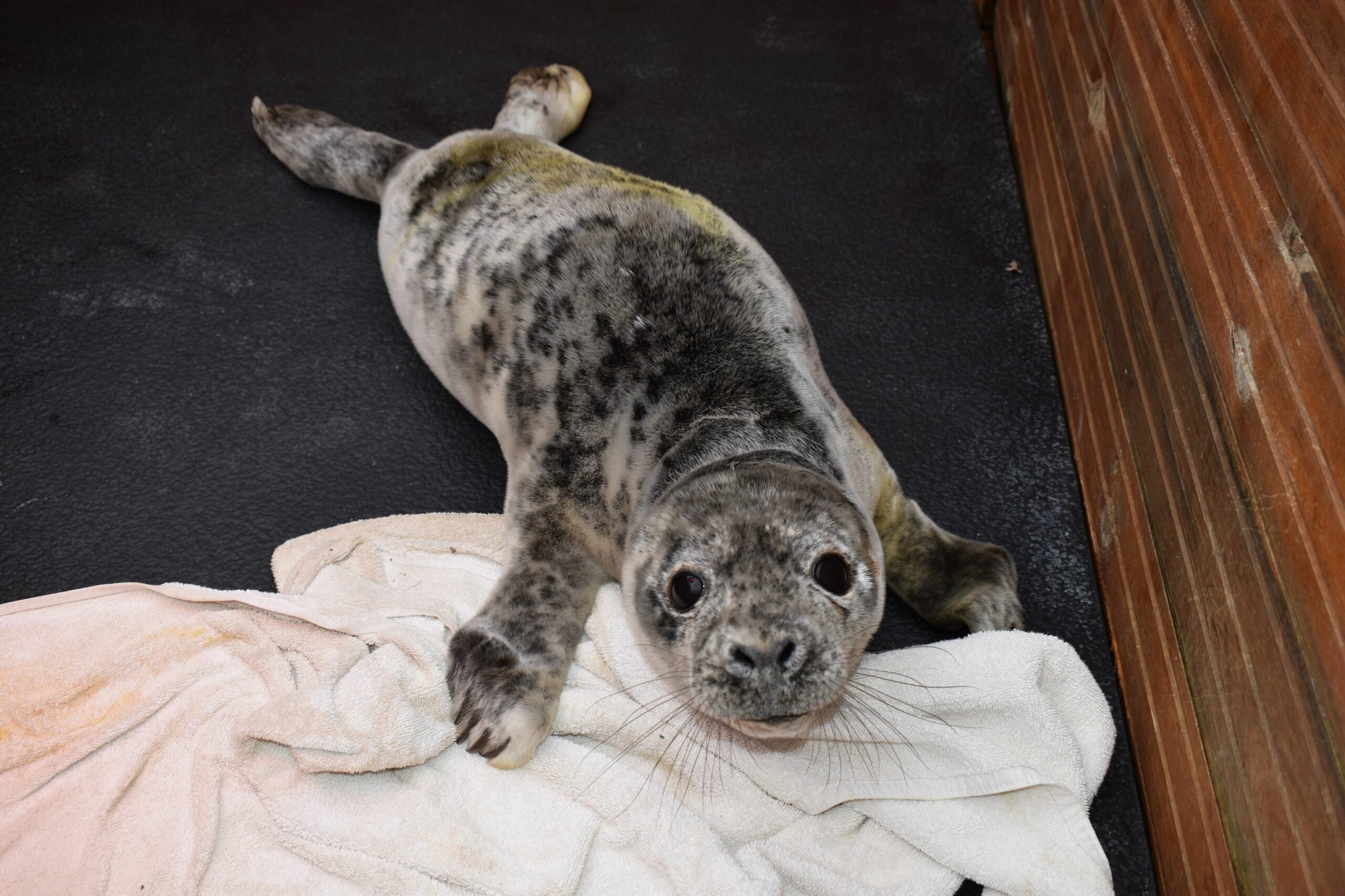 Pomóż nam uratować małe foki - Fokarium